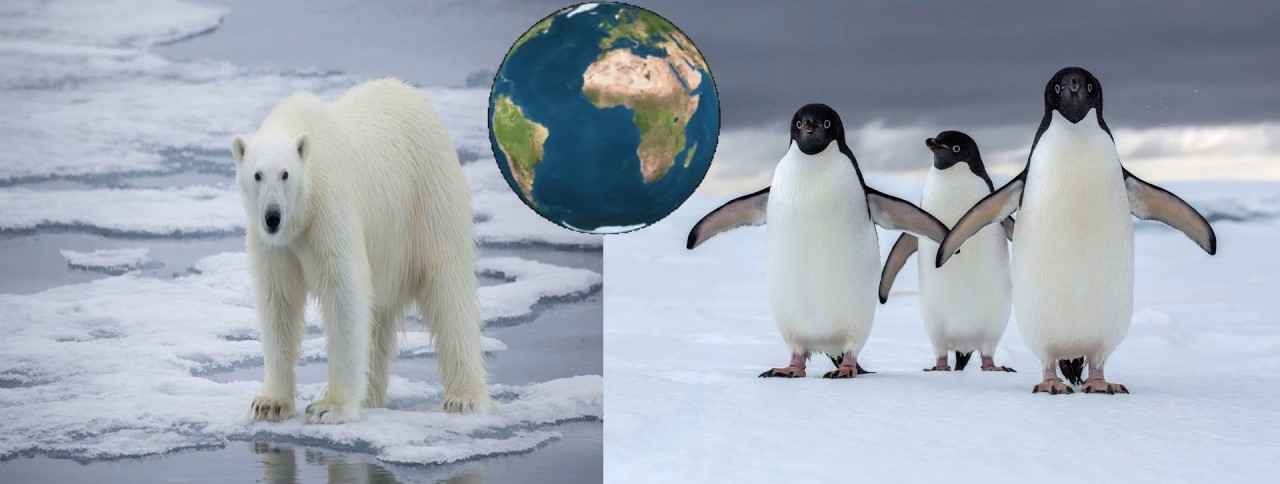 Exploring the Differences Between Antarctica and the Arctic - Kidz Herald