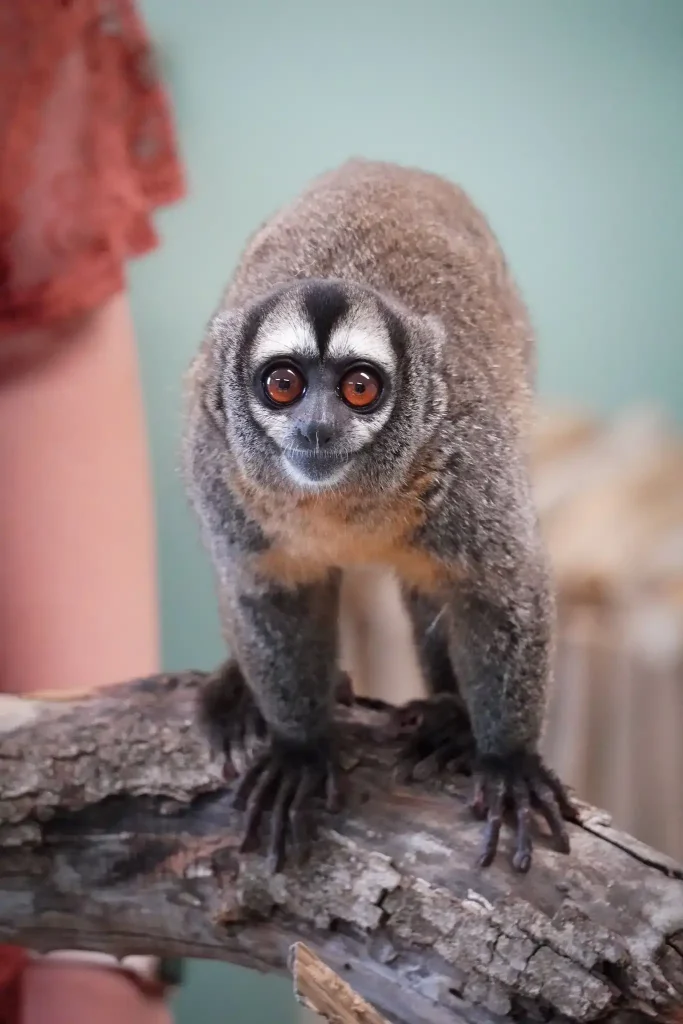 Night Monkey - Kidz Herald