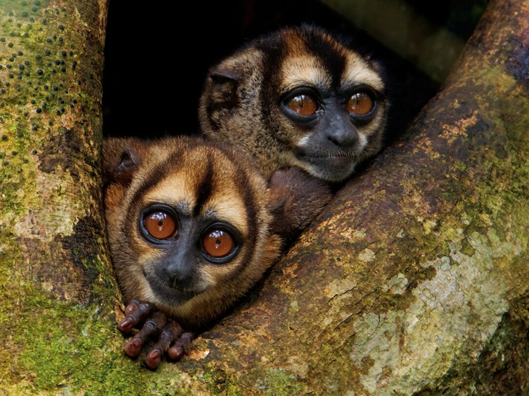 Night Monkey - Kidz Herald